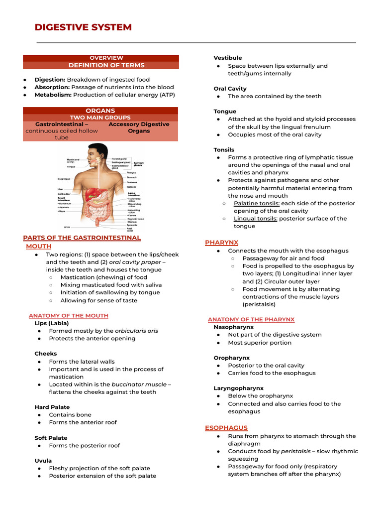 Digestive System | PDF | Stomach | Small Intestine
