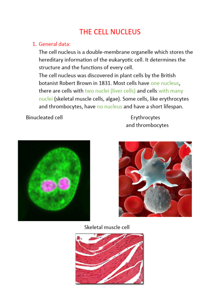 The Cell Nucleus | PDF | Cell Nucleus | Chromosome