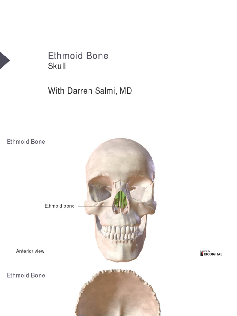 Slides Anatomy Ethmoid Bone | PDF