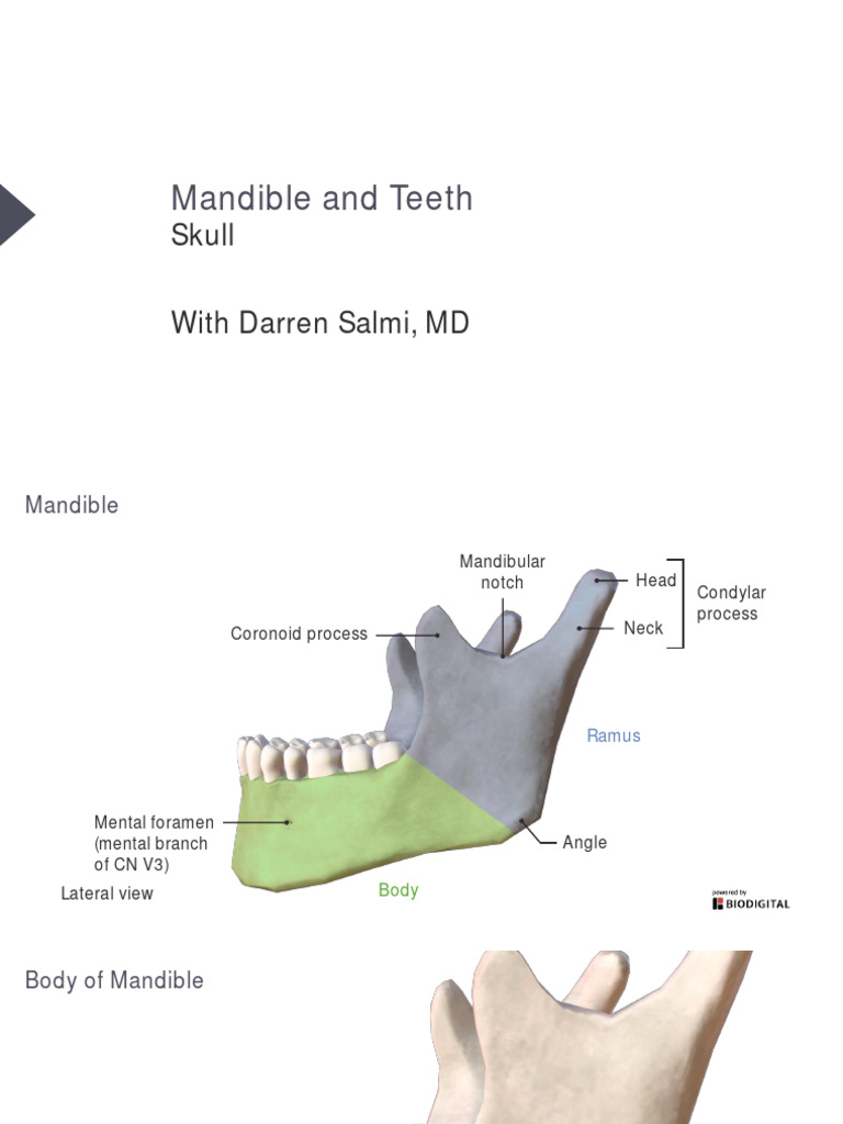 Slides Anatomy Mandible Teeth | PDF | Human Anatomy | Human Head And Neck