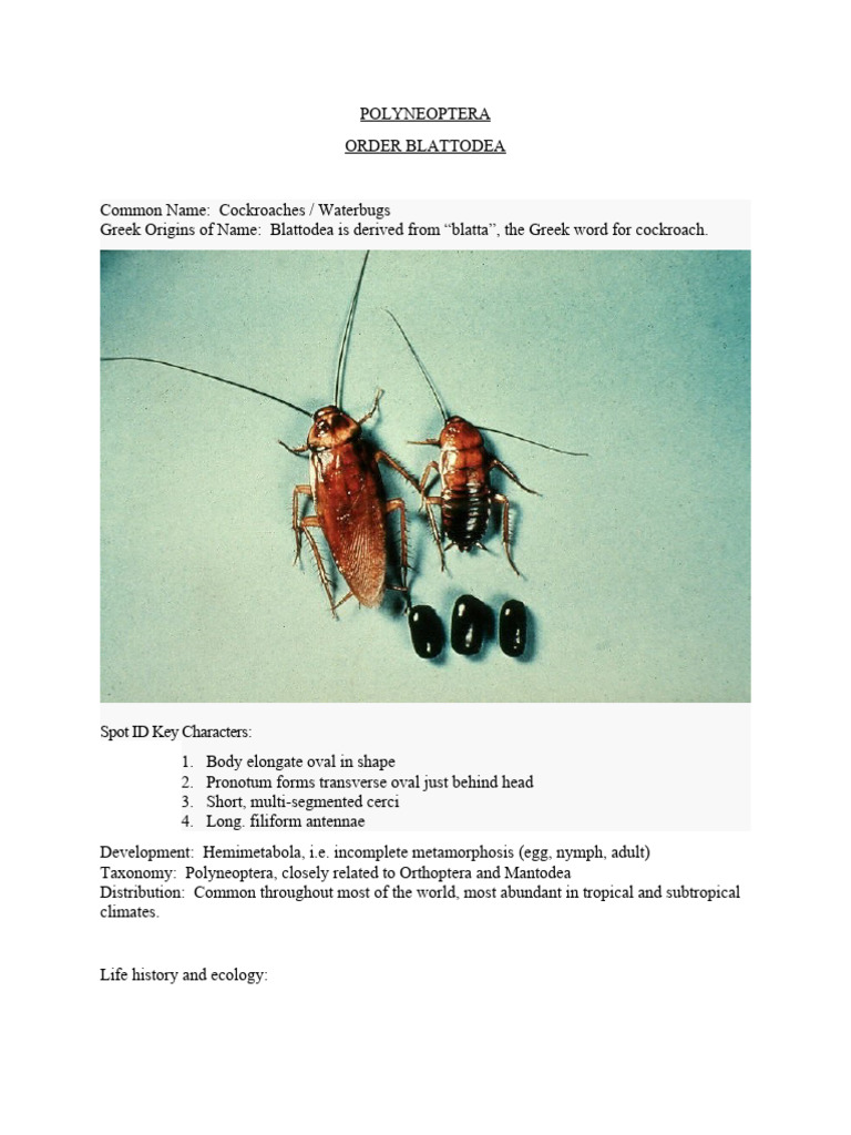 Characteristics of Order Blattodea | PDF | Insects | Hexapoda