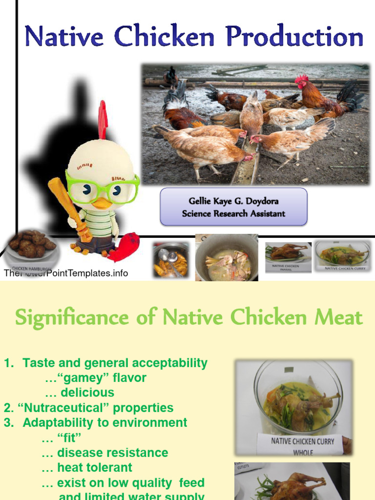 Native Chicken Production Overview | PDF | Chicken | Holarctic Birds