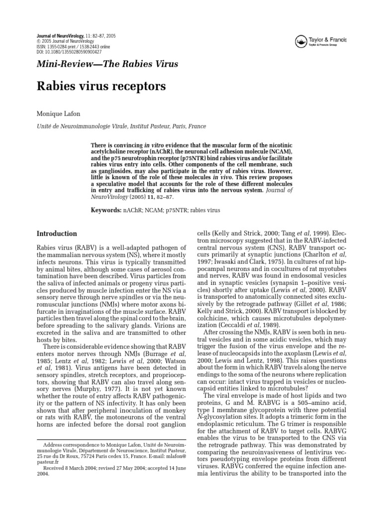 Rabies Virus Receptors | PDF | Neuromuscular Junction | Neuron