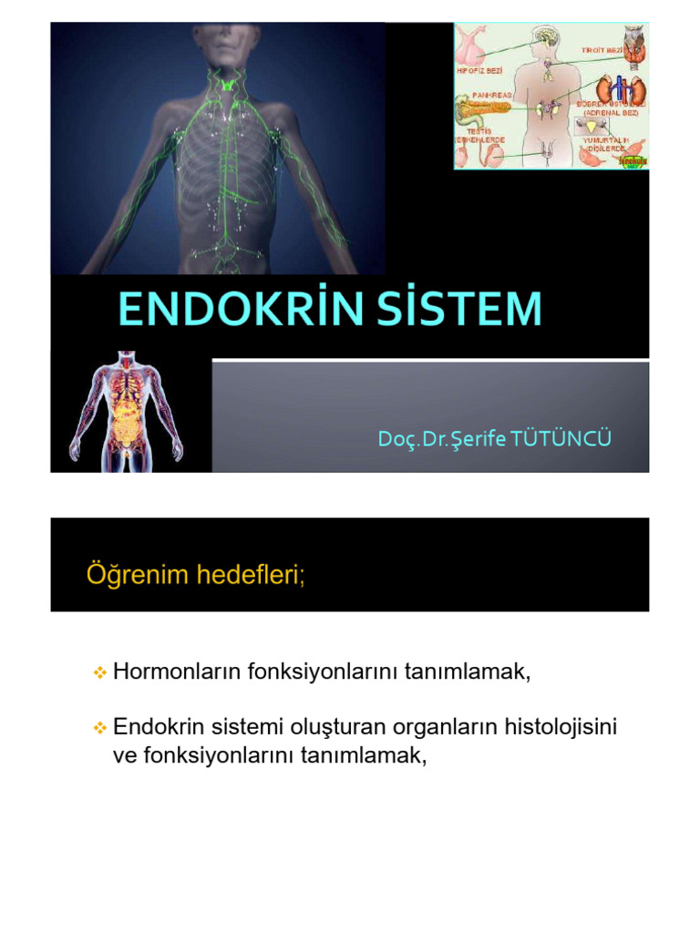 Endokrin Sistem | PDF