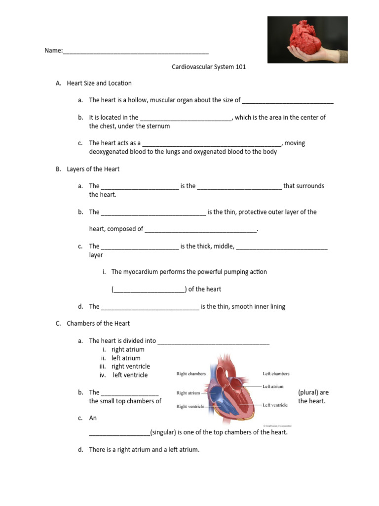 Cardiovascular System 101 Guided Notes 2 | PDF | Heart | Artery