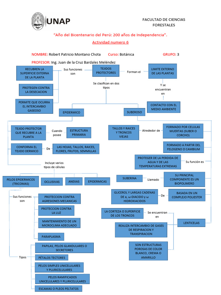 Robert Montano. GR 3. TR3. Mapa Conceptual (TEJIDOS PROTECTORES) | PDF ...