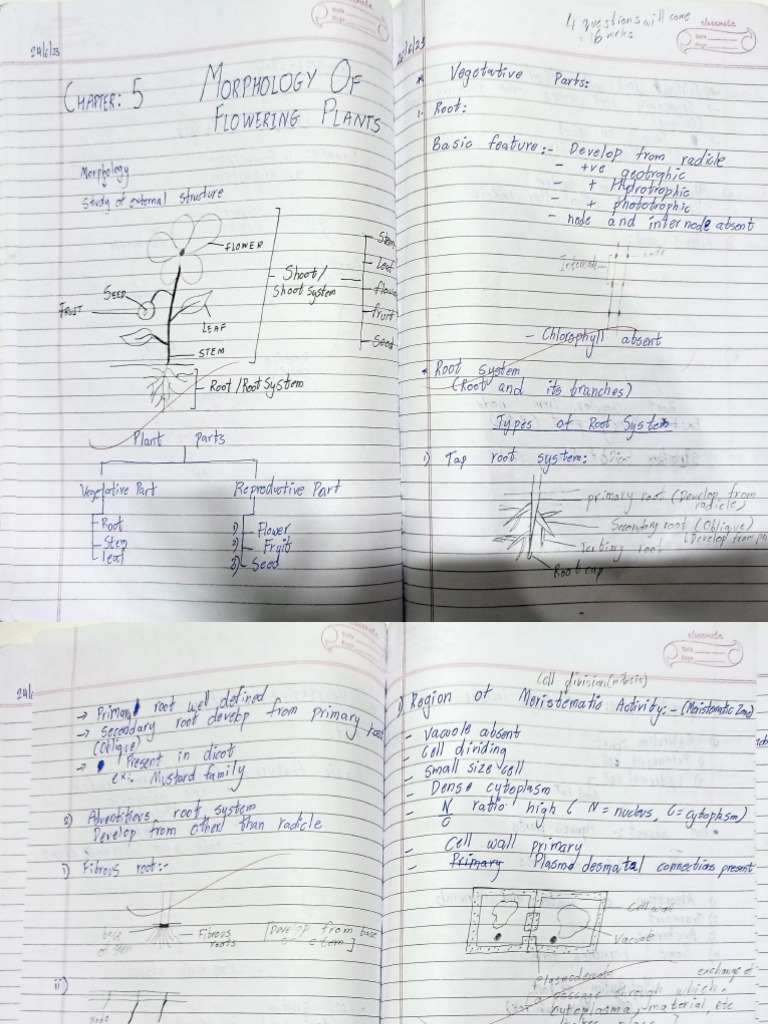 Morphology Notes | PDF