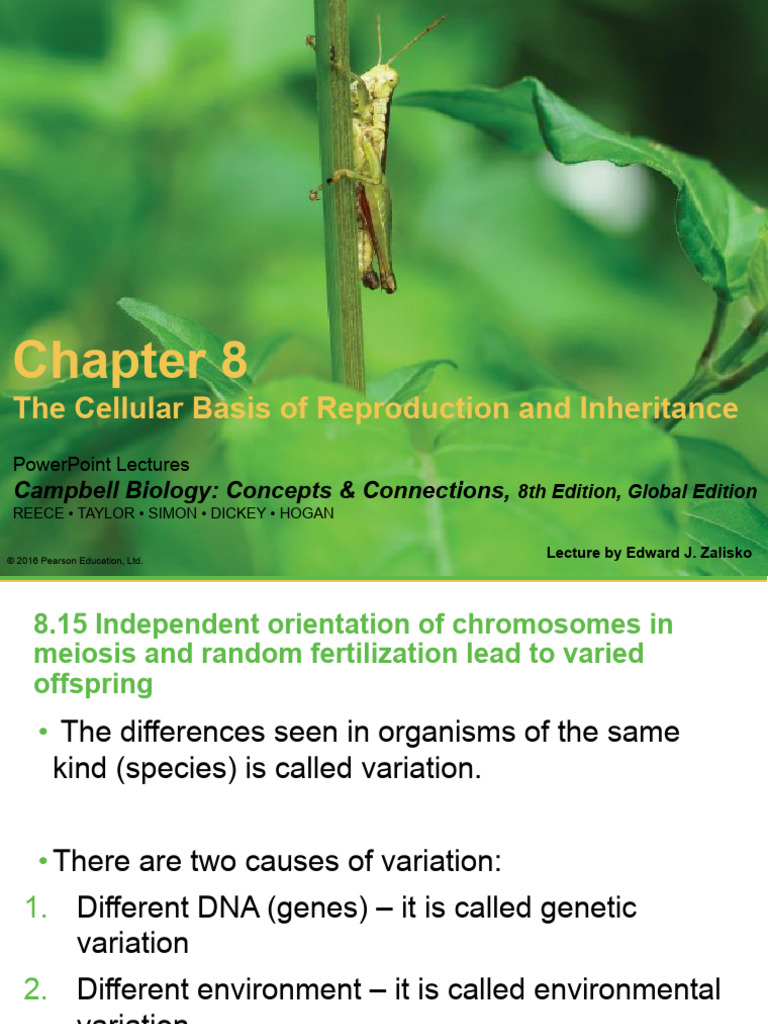 Chapter8 - Part3 | Download Free PDF | Meiosis | Chromosome