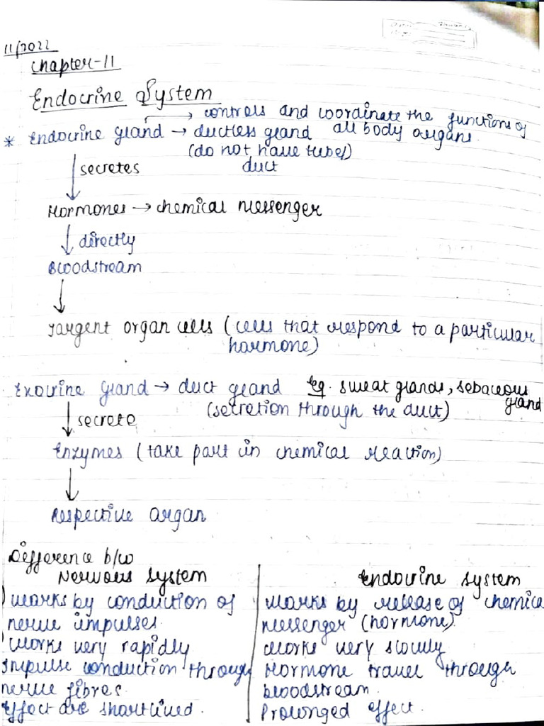 Endocrine System Notes | PDF | Neurochemistry | Animal Physiology