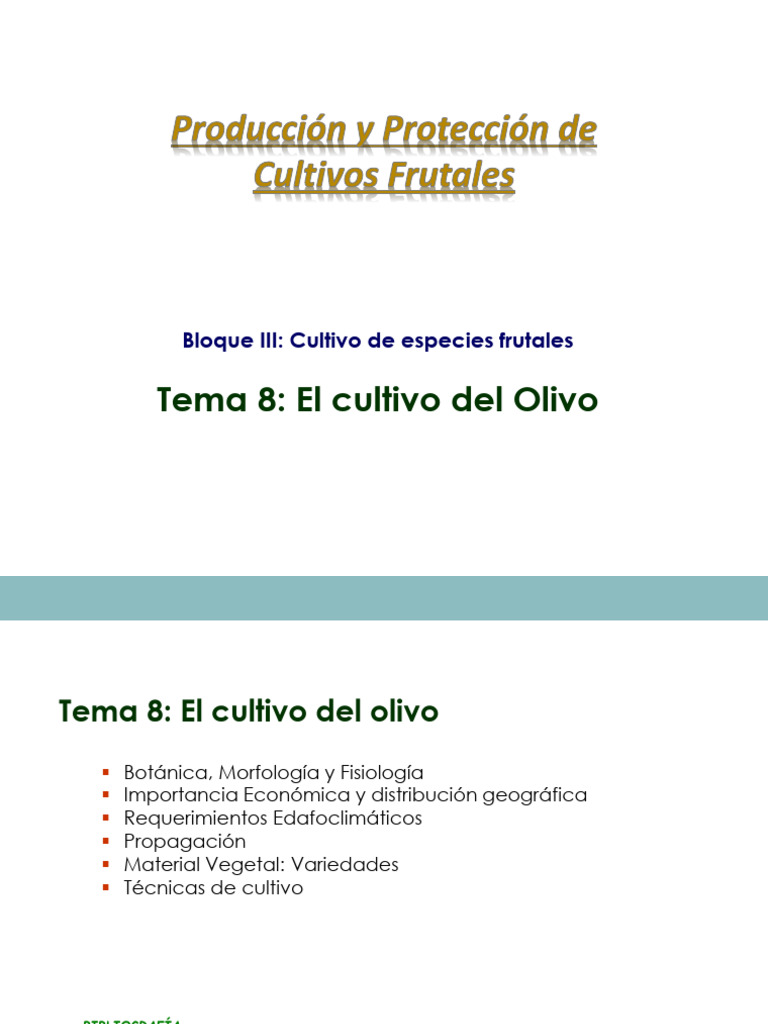 El Cultivo Del Olivo | PDF