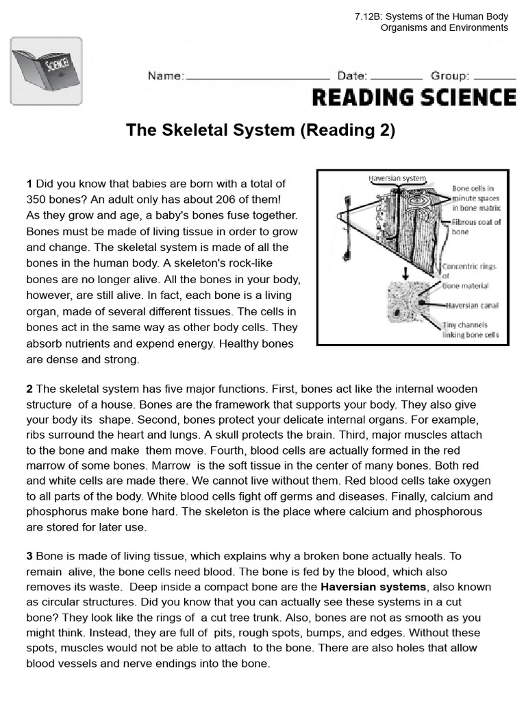 Skeletal System Reading 2 | Download Free PDF | Skeleton | Bone