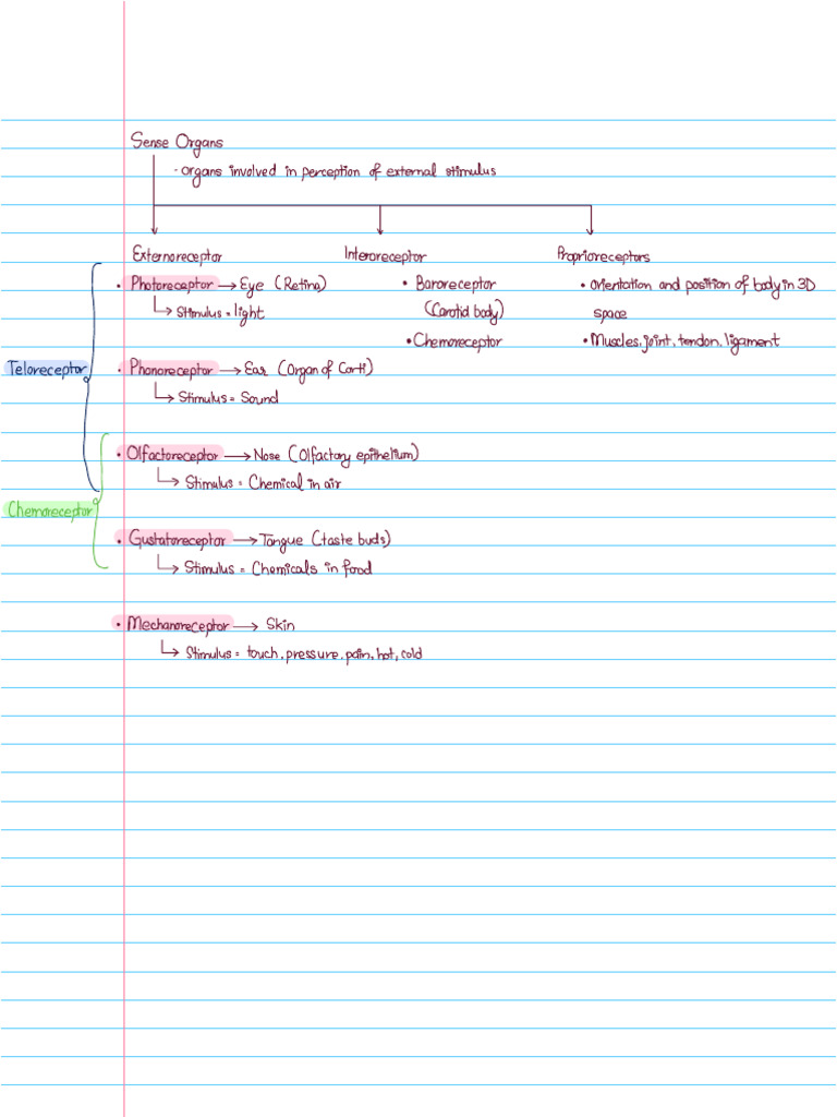 Eye Class Note | PDF | Human Eye | Cornea
