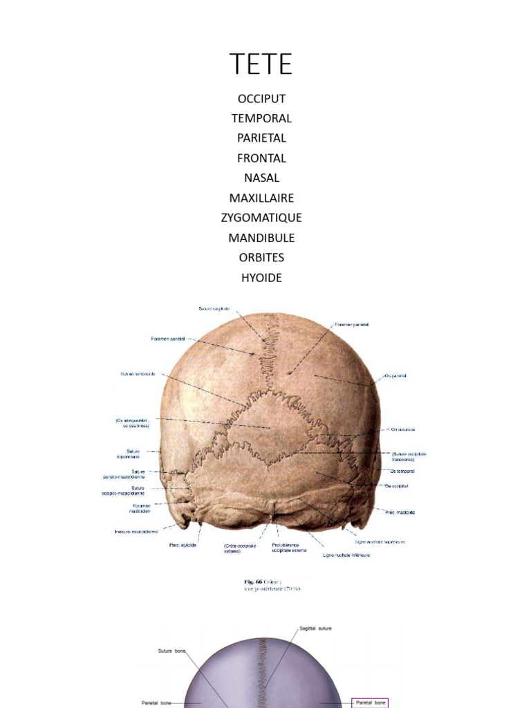 Anatomie des os du crâne et de la face | PDF | Appareil locomoteur ...