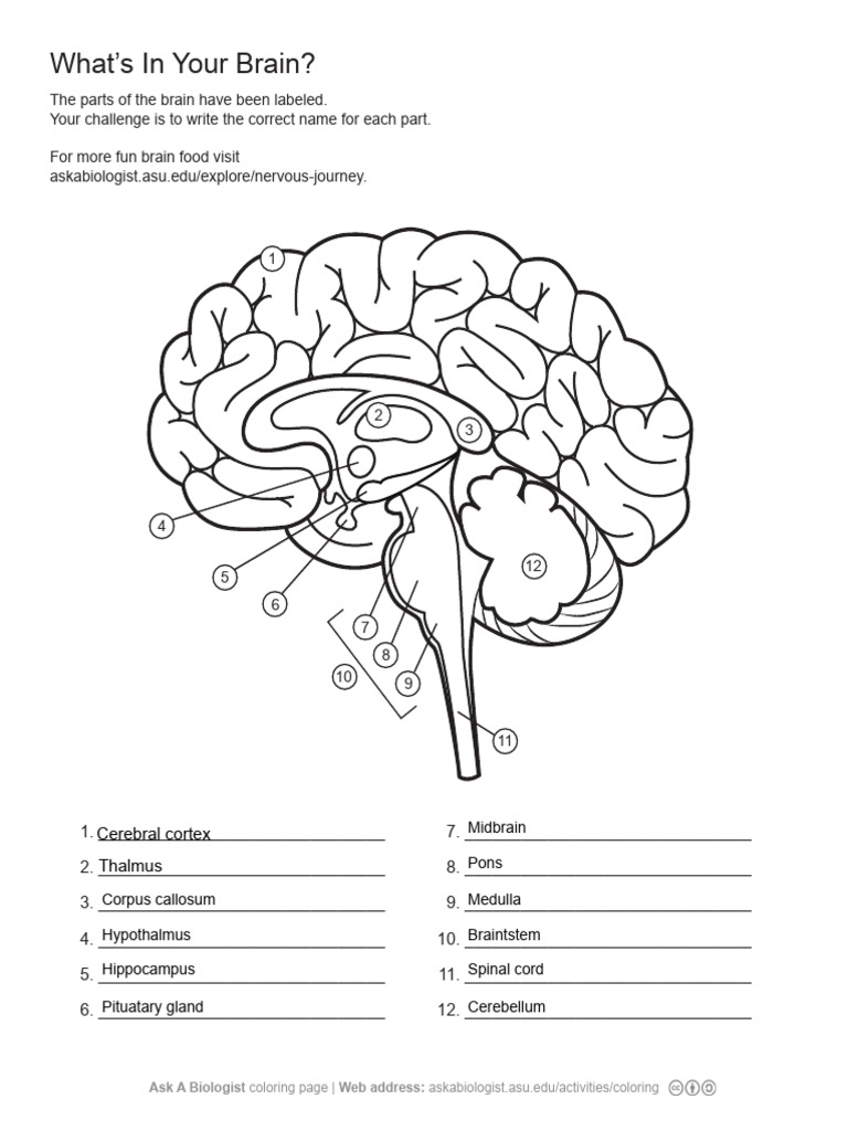 Keep This Brain Diagram | PDF | Wellness