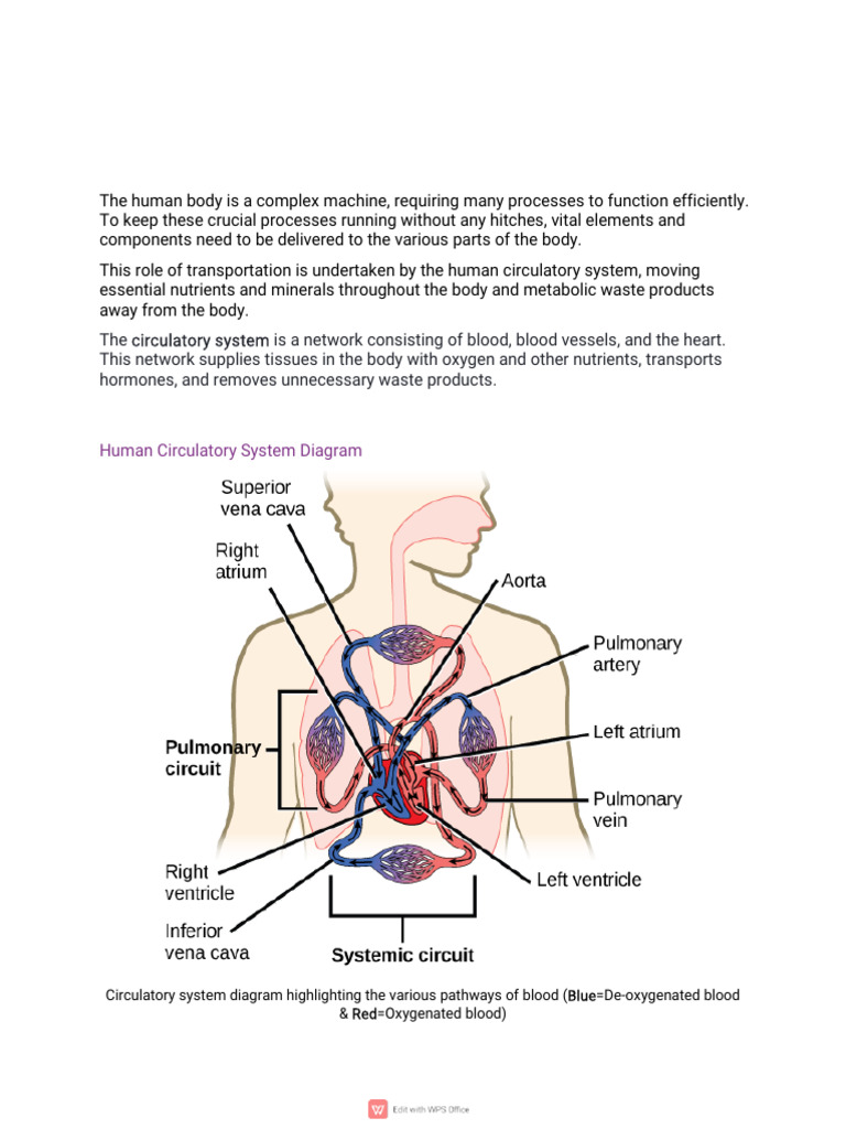 Circulatory System Grade 8 | PDF
