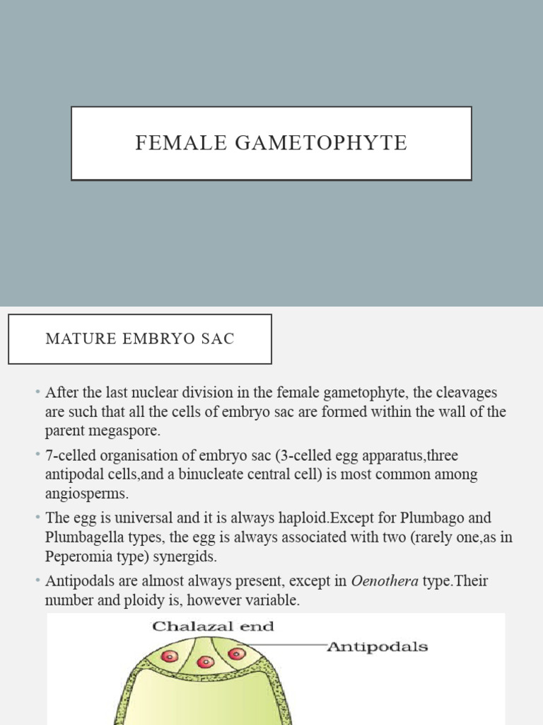 Female Gametophyte | PDF | Organisms | Plant Reproduction
