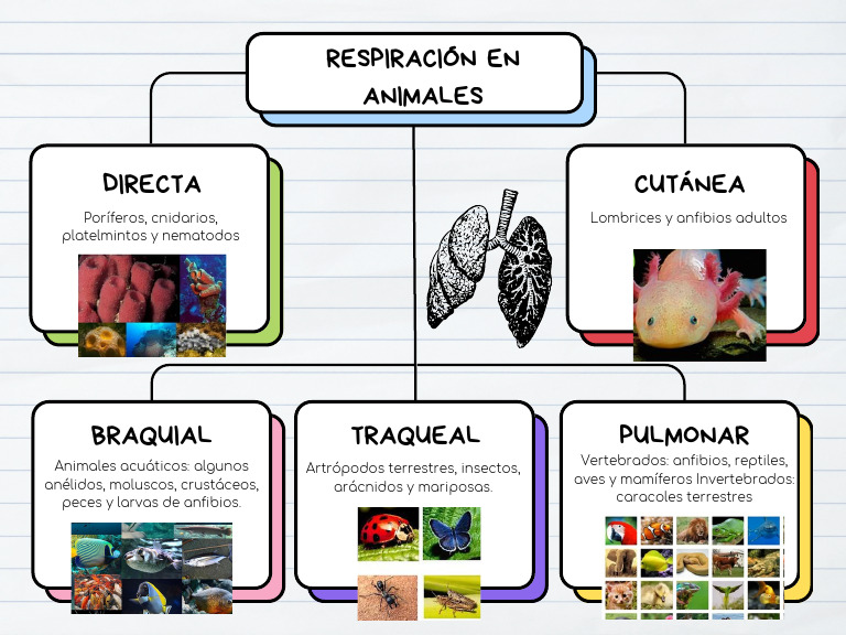 Respiración en Animales | PDF