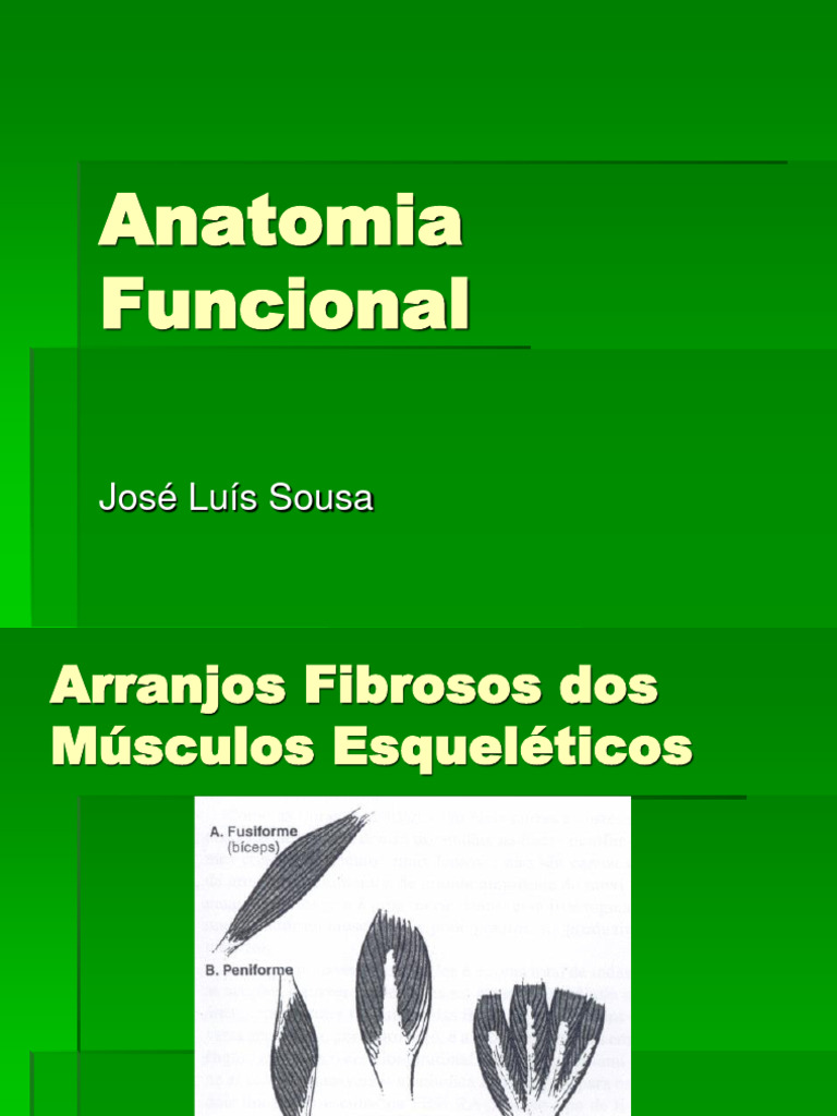 Anatomia Funcional | PDF