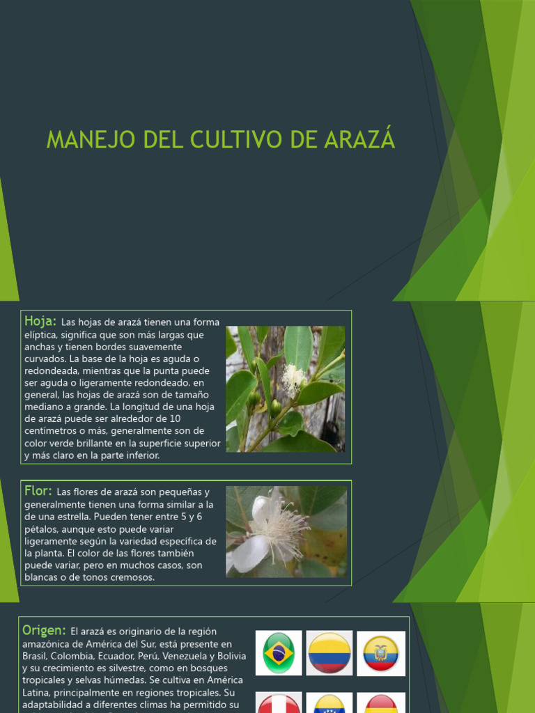 Manejo Del Cultivo de Arazá | PDF | Plantas | Botánica