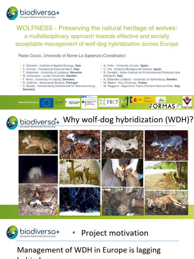 4 Biodiversa Wolfness IEA | PDF | European Union