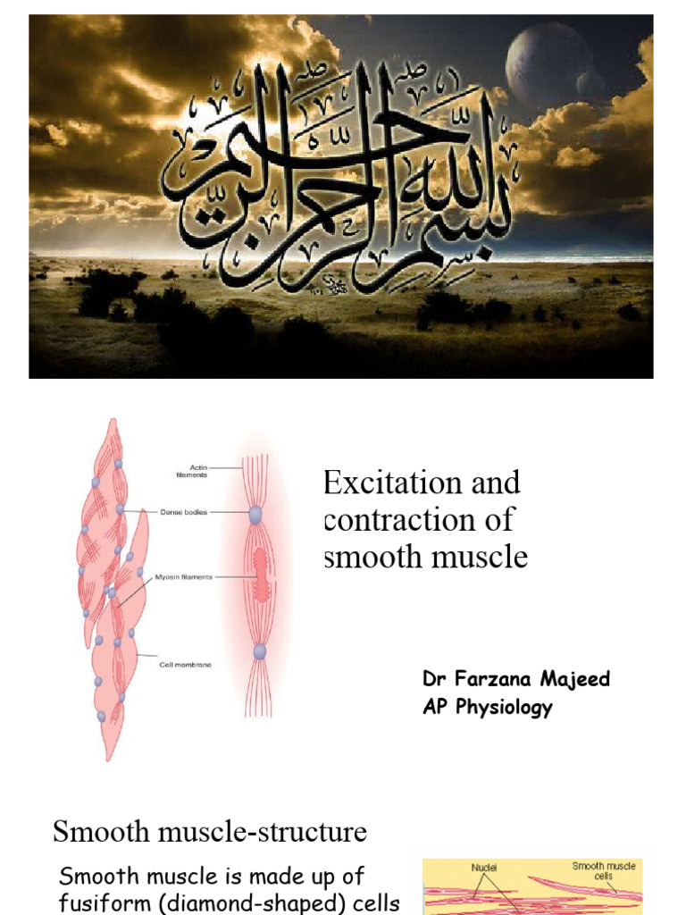 Smooth Muscle | PDF | Muscle Contraction | Skeletal Muscle