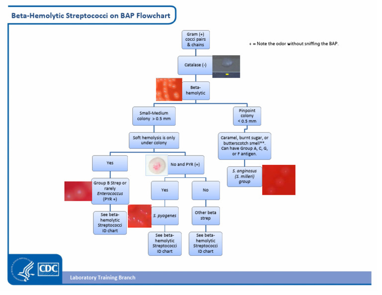 Beta-Hemolytic Streptococci On BAP Flowchart | PDF