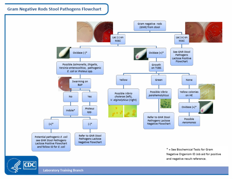Gram Negative Rods Stool Pathogens Flowchart | PDF