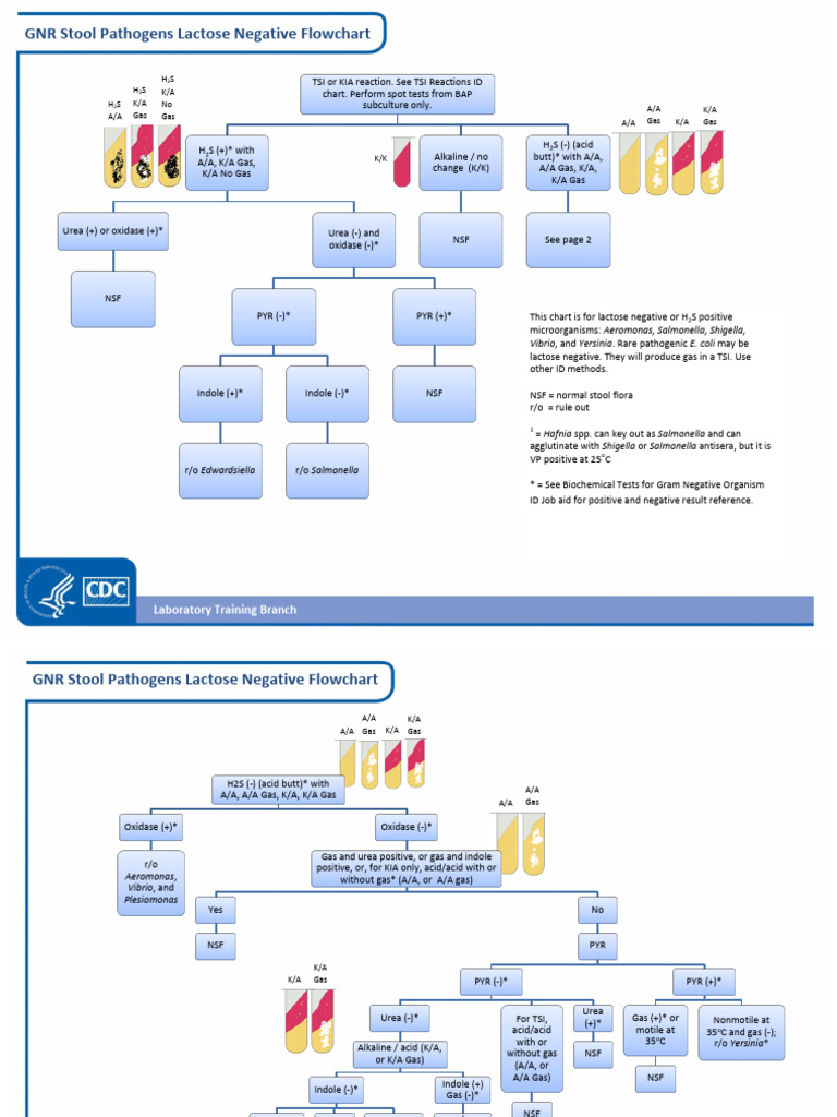 Lactose Negative GNR Pathogen Flowchart | PDF | Medical Specialties ...