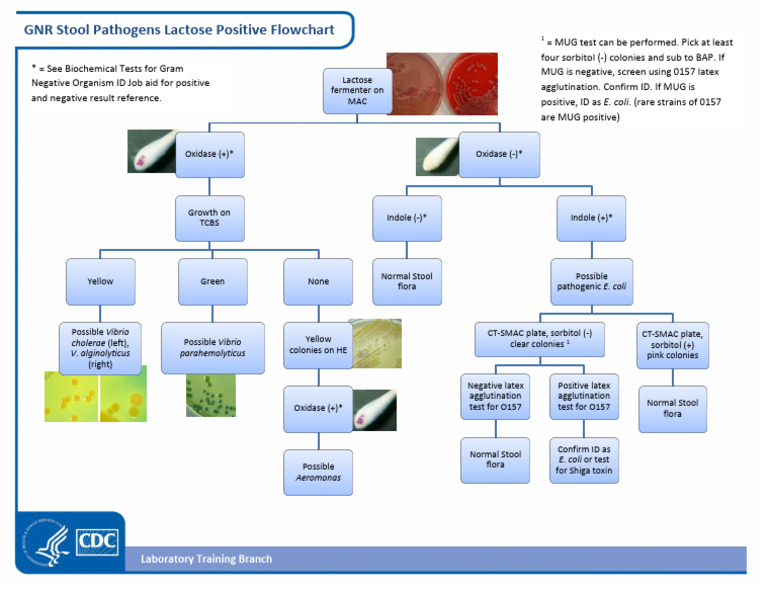 GNR Stool Pathogens Lactose Positive Flowchart | PDF