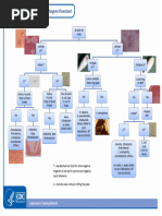 Aerobic Gram Negative Rods Flowchart 508 | PDF | Gram Negative Bacteria ...