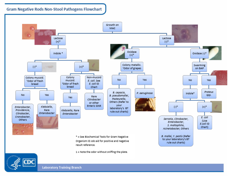Gram Negative Rods NonStool Pathogens Flowchart | PDF | Gram Negative ...