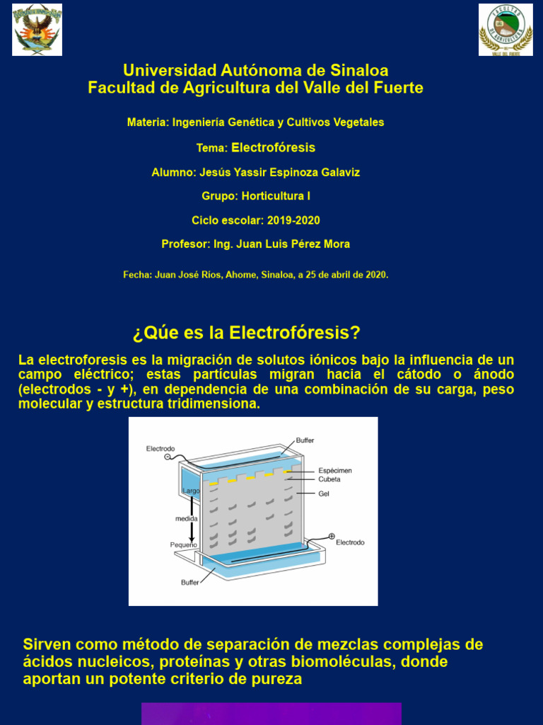 Electrofóresis | PDF | Electroforesis | Química