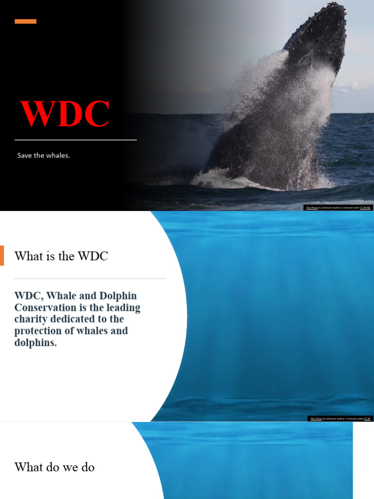 WDC Powerpoint | PDF | Dolphin | Cetacea
