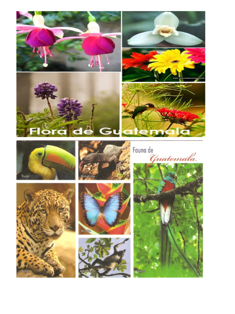 Flora y Fauna | PDF