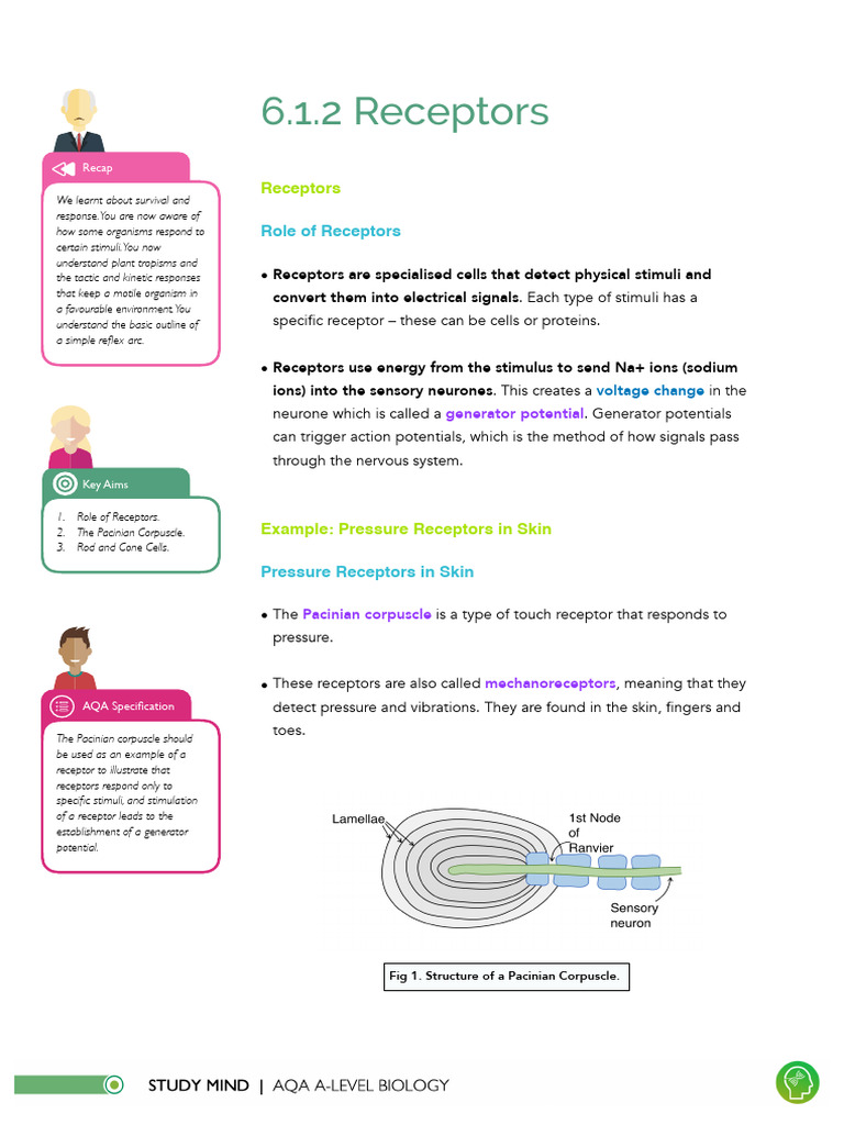 6.1.2 Receptors | PDF | Stimulus (Physiology) | Neuron