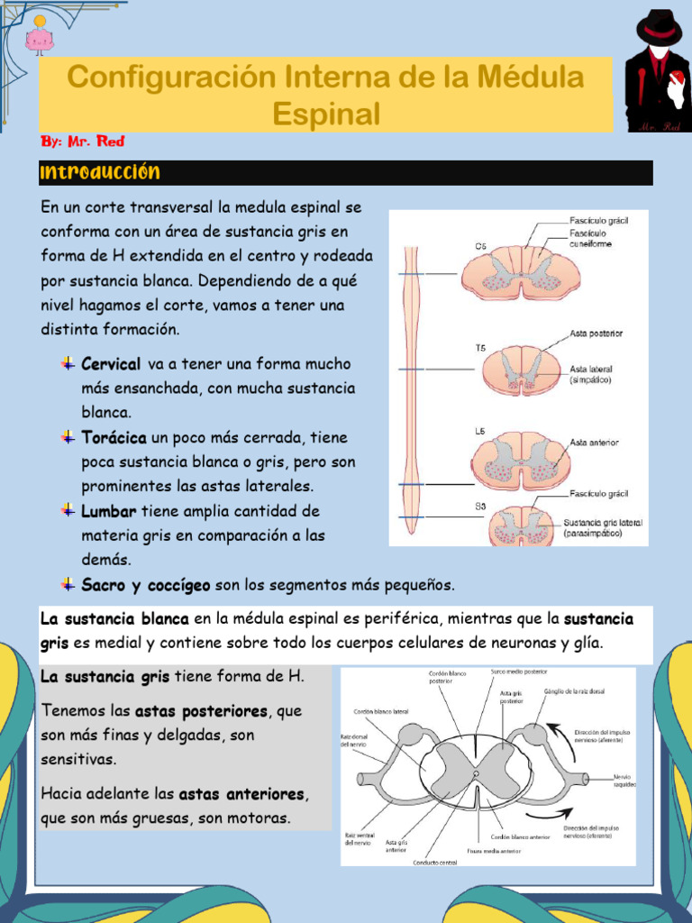 Configuración Interna de La Médula Espinal | PDF | Médula espinal | Materia gris