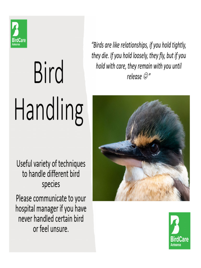 Bird Handling | Download Free PDF | Birds