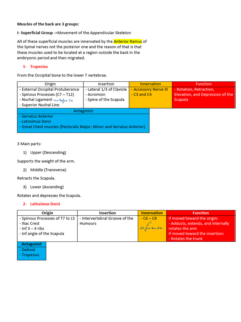 Muscles of The Back | Download Free PDF | Vertebra | Soft Tissue