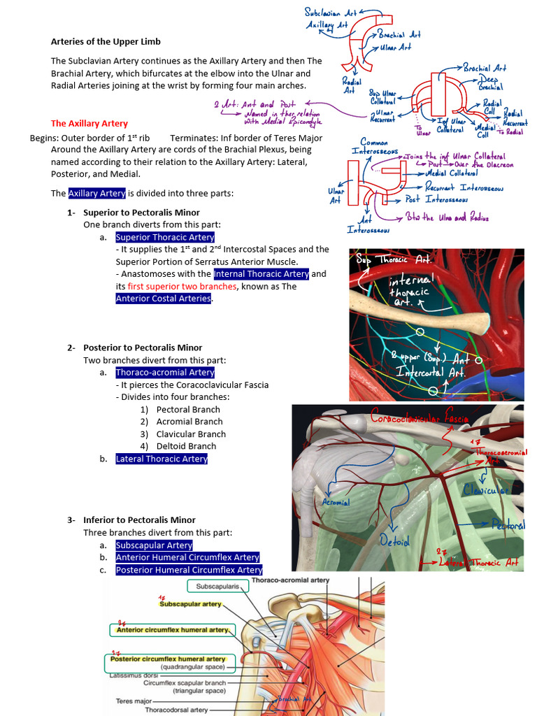 Upper Limb Circulatory System | Download Free PDF | Vein | Anatomical ...