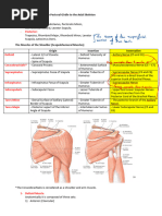 Shoulder Joint Movements Explained | PDF | Anatomical Terms Of Motion ...