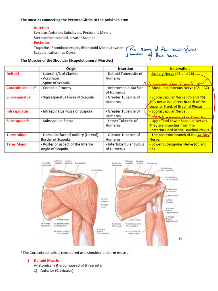 Forearm and Arm Muscle Anatomy | PDF | Thumb | Hand