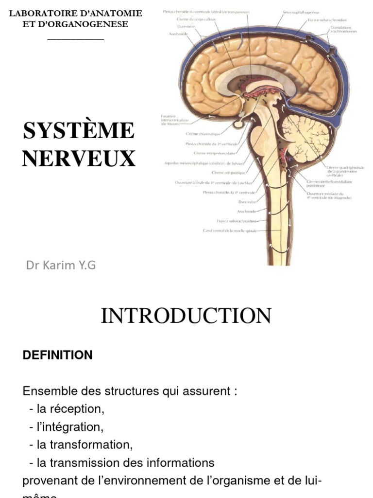 Système Nerveux | PDF
