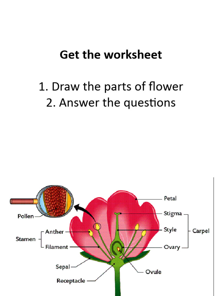 Day 1 - Plant Classification (Root and Stem) | PDF | Leaf | Plant Stem