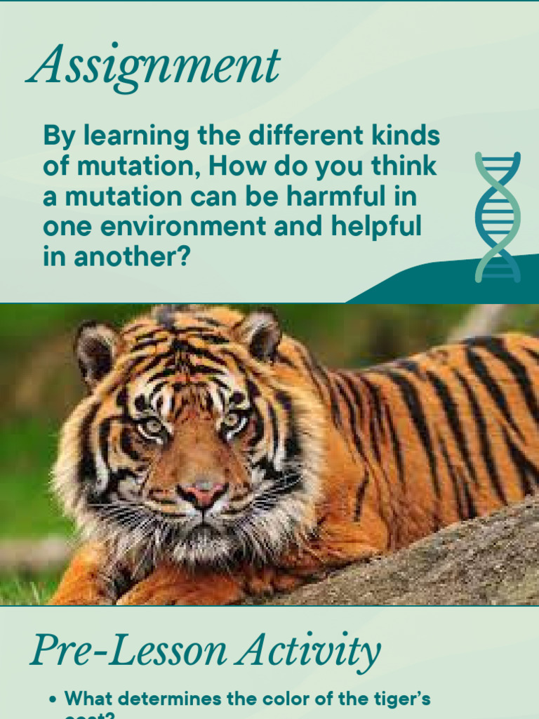 Effects of Gene Mutation Explained | PDF | Mutation | Genetics