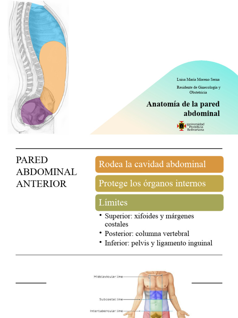 Anatomía de La Pared Abdominal | PDF | Abdomen | Anatomía