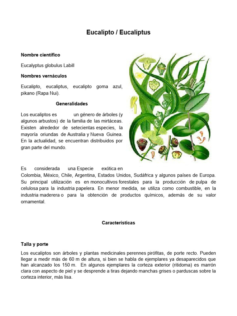 Eucalipto | PDF | Eucalipto | Organismos