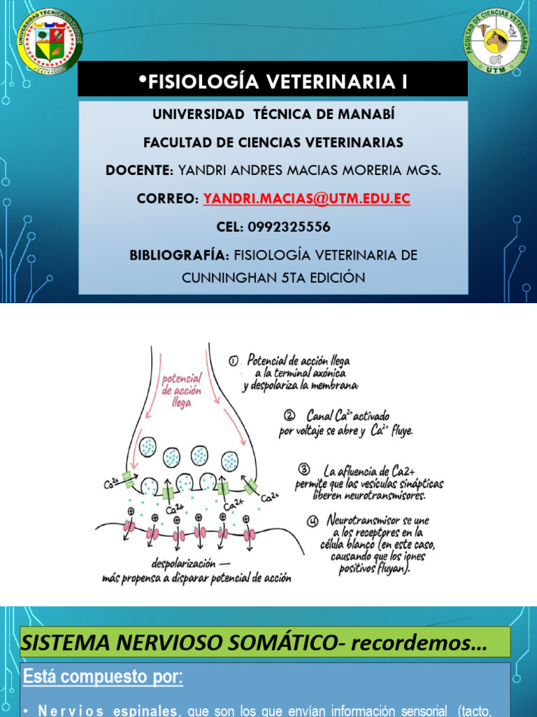 SISTEMA MOTOR CONTROL DEL MOVIMIENTO | PDF | Cerebro | Anatomía