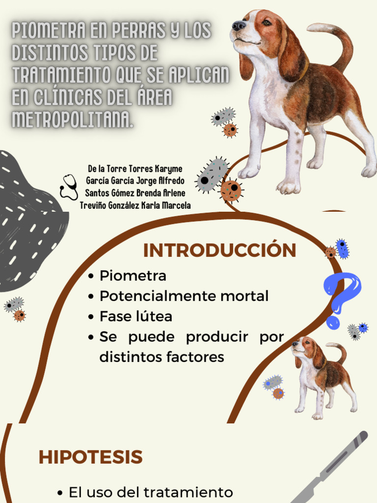Piometra en Perras y Los Distintos Tipos de Tratamiento Que Se Aplican ...