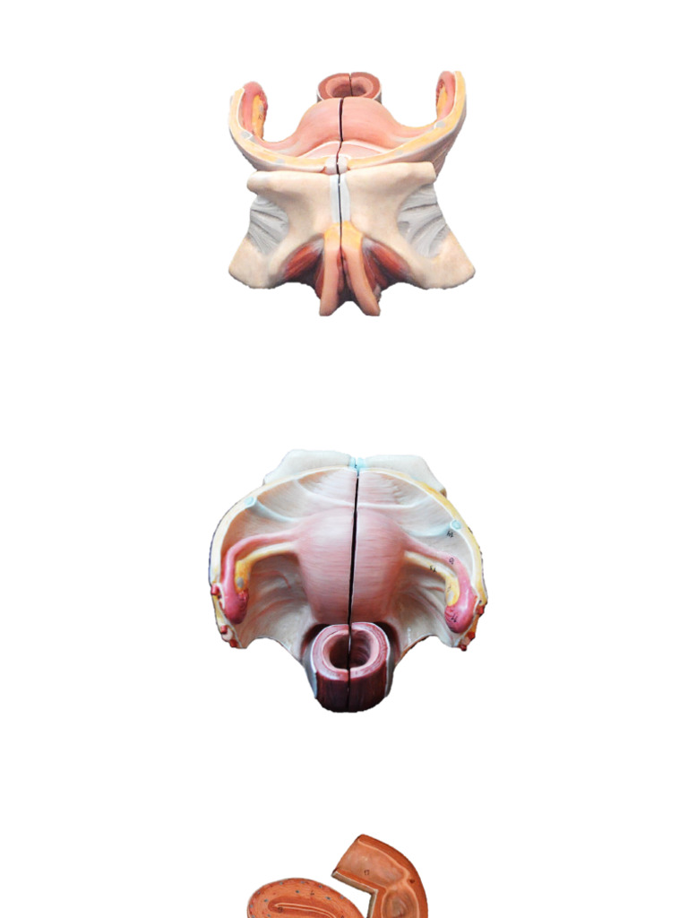 Ap2 Lab13 Models Of The Reproductive System Blank Pdf