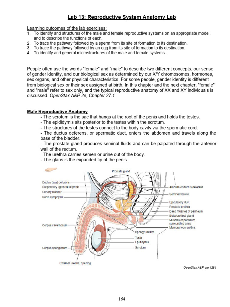 AP2 Lab13 Reproductive System Anatomy Lab FA23 | PDF | Gonadotropin | Uterus